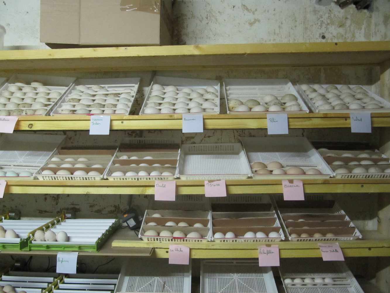 .Poule fermière pondeuse rousse