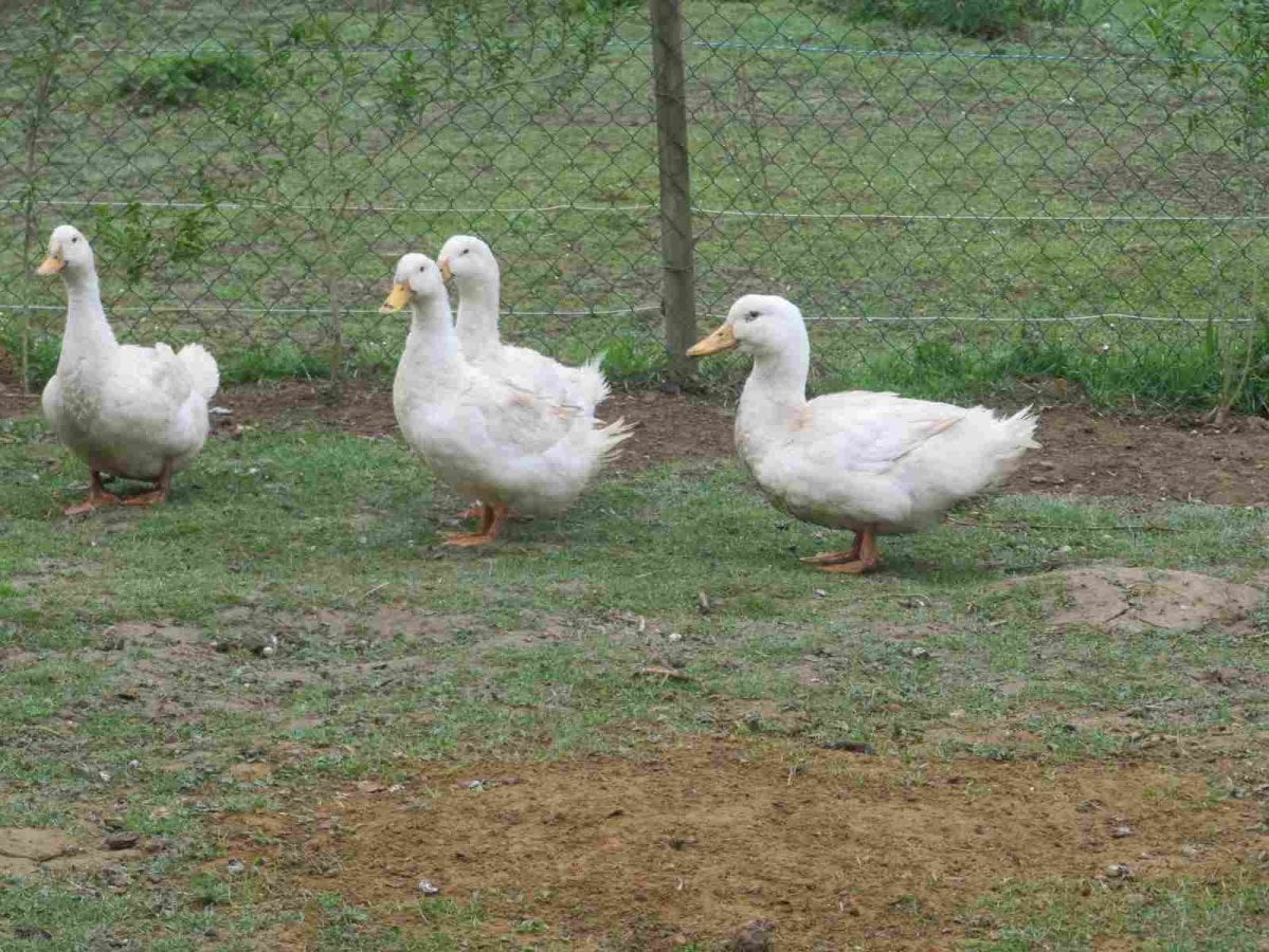Boutique - Canard Pékin