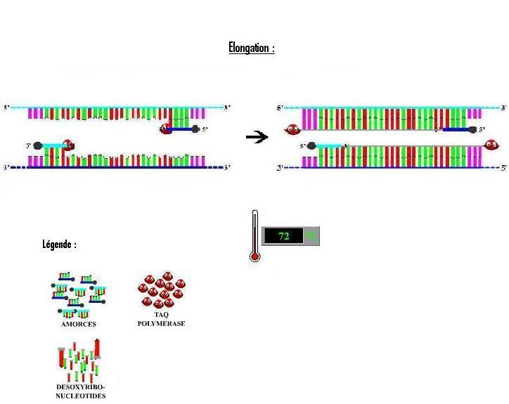 ADN dans la police scientifique - La PCR