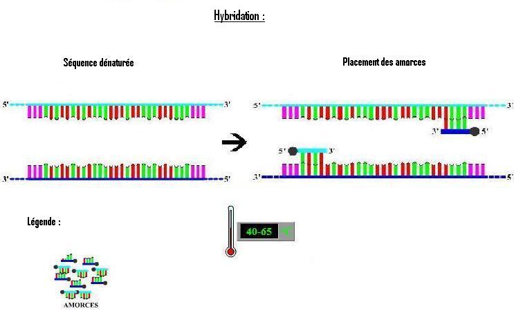 ADN dans la police scientifique - La PCR